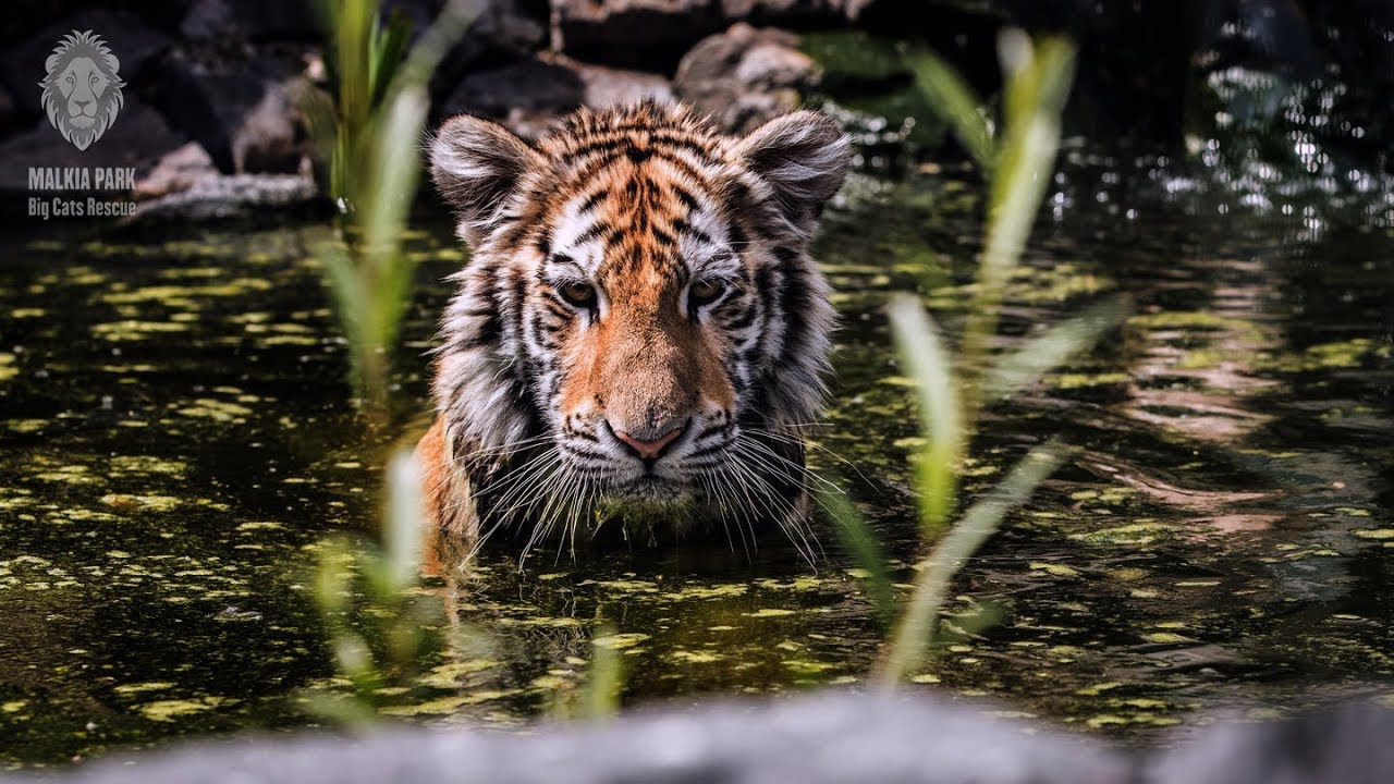 Žitný ostrov – miesto plné prírodných aj kultúrnych krás :: Dámsky klub